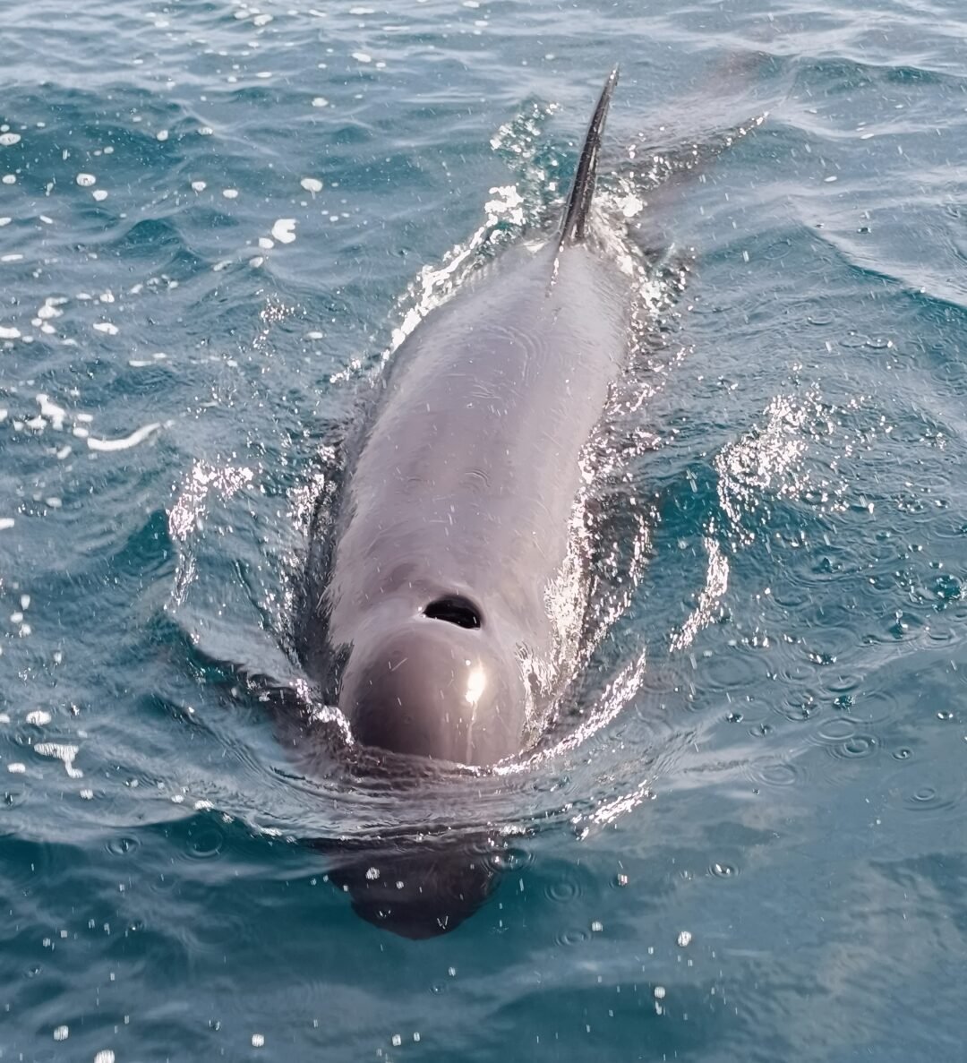 Dolphin Watching in Faro, Portugal | Ecomarine Algarve - Boat Tours